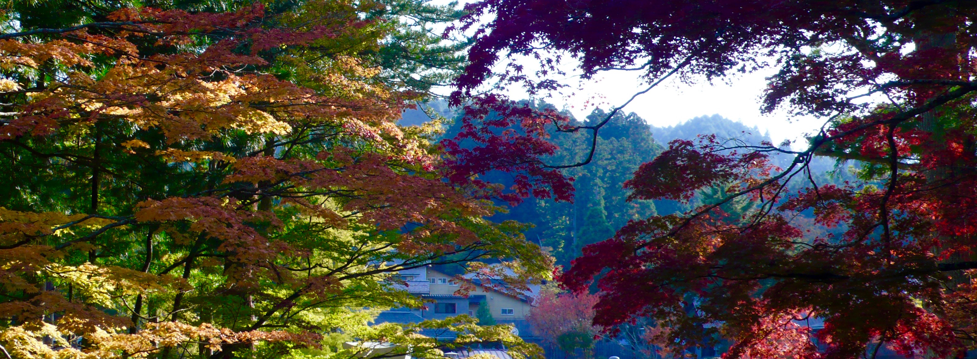 Autumn Haiku - Yoga by Fran Gallo